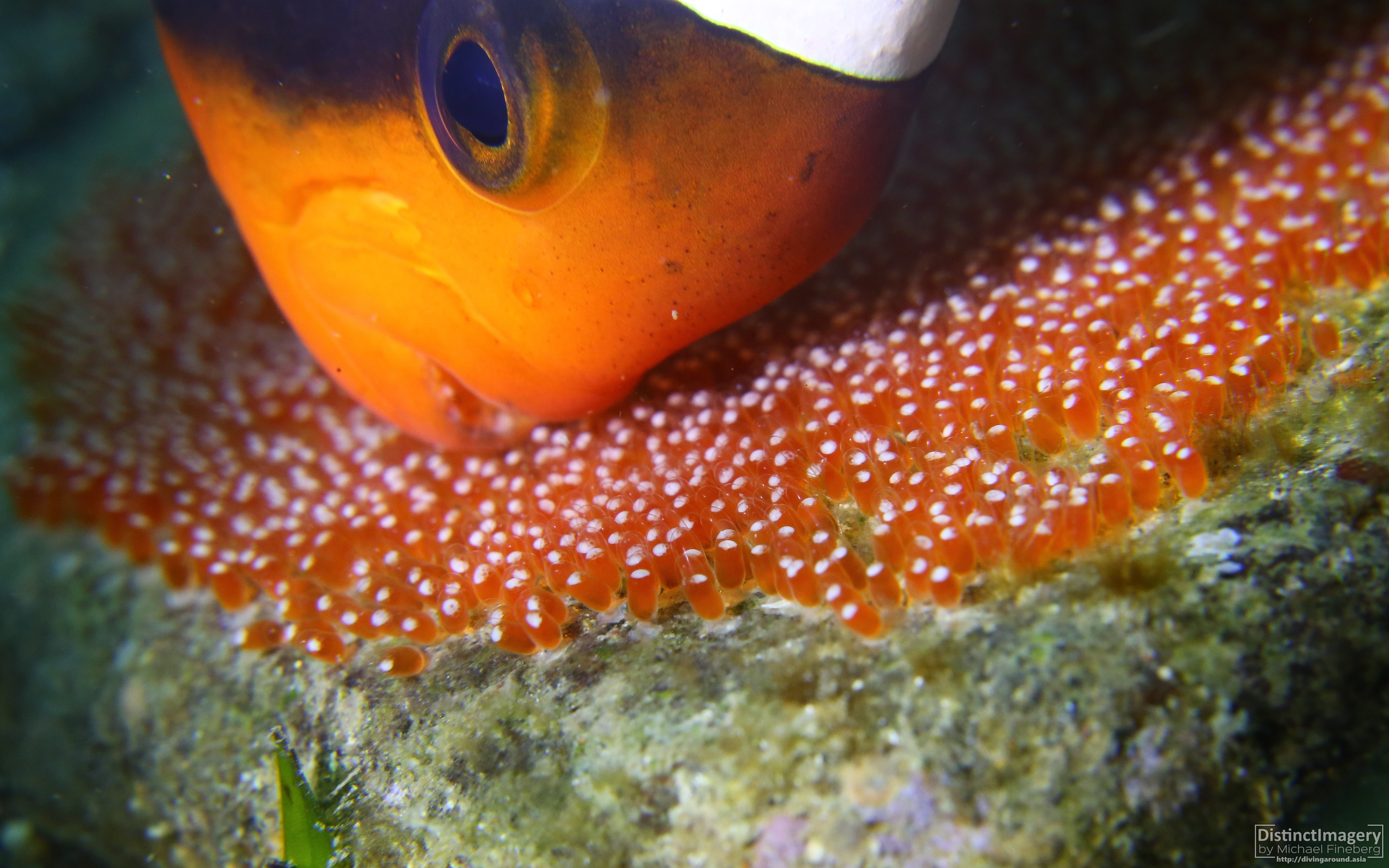 Baby Clownfish Eggs